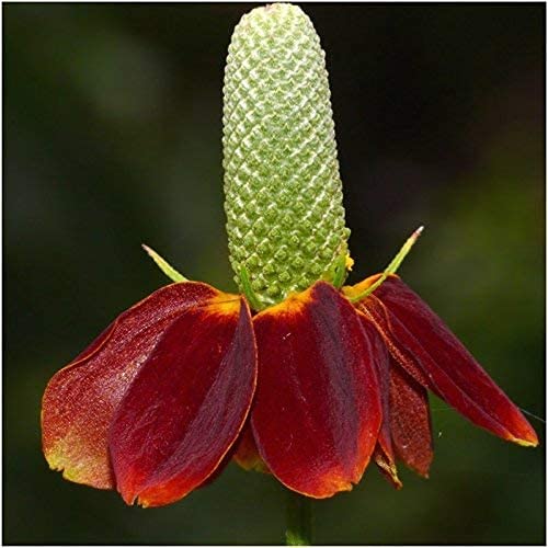 1Package of 25000-500000 Seeds, Perennial Wildflower Mixture (100% Pure Live Seed) Non-GMO Seeds (50g)