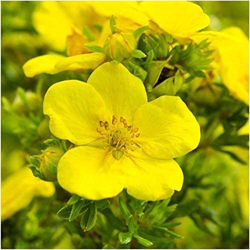 1Package of 25000-500000 Seeds, Perennial Wildflower Mixture (100% Pure Live Seed) Non-GMO Seeds (50g)