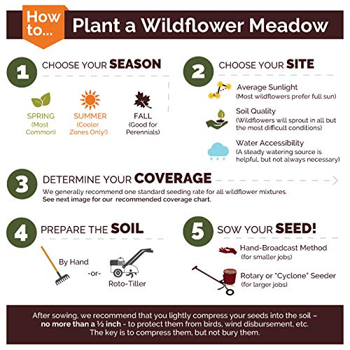 Late Bloomer - Fall Blooming Wildflower Seed Mix - 1 Pound - Mixed Wildflower Seeds, Attracts Bees, Attracts Butterflies, Attracts Hummingbirds, Attracts Pollinators, Easy to Grow & Maintain, Cut
