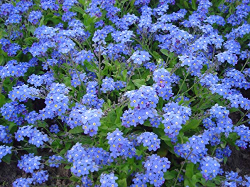 Forget Me Not Flowers (Myosotis sylvatica) - Over 5,000 Premium Seeds