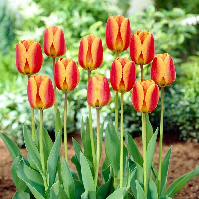 Tulip Bulbs - Apeldoorn Elite - Bag of 100, Spring/Red with Yellow Edeged Flowers
