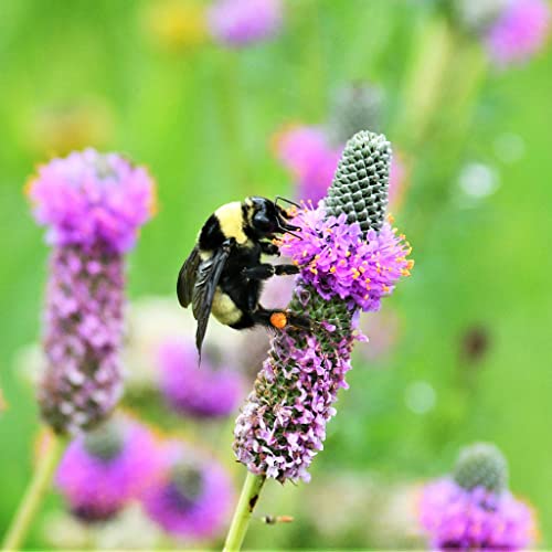 Clover Seeds - Purple Prairie - 1 Pound - Purple Flower Seeds, Open Pollinated Seed Attracts Bees, Attracts Butterflies, Attracts Pollinators, Cut Flower Garden