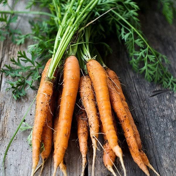 Carrot Seeds (Organic) - Danvers 126-1/4 Pound - Vegetable Seeds, Heirloom Seed, Open Pollinated Seed, Organic Seed Easy to Grow & Maintain, Root Vegetable, Culinary