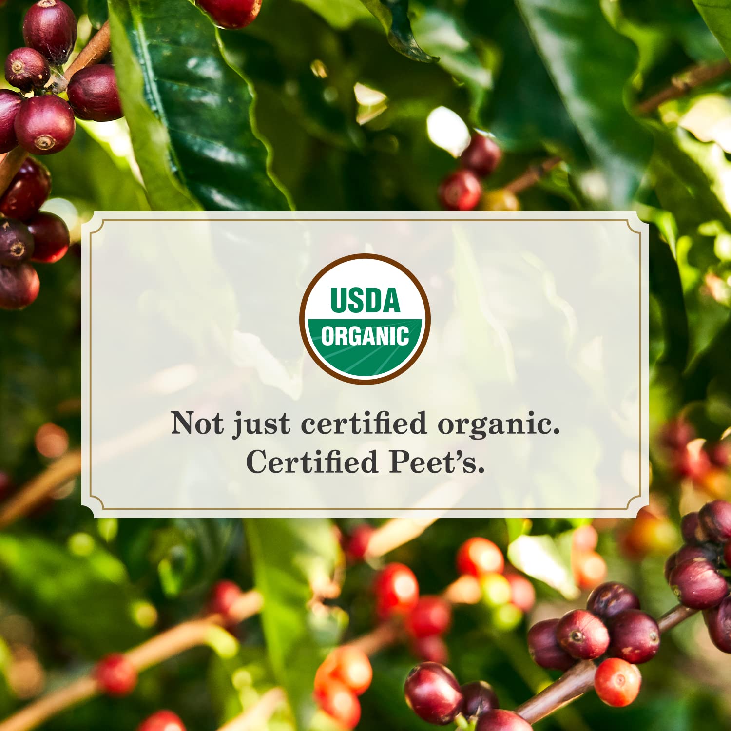 Peet's Coffee, Dark Roast K-Cup Pods for Keurig Brewers - Organic Alma de la Tierra, USDA Organic 60 Count (6 Boxes of 10 K-Cup Pods) Packaging May Vary