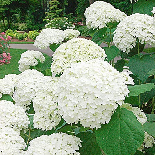 QAUZUY GARDEN 50 Hydrangea Seeds White Hortensia - Attractive Hardy Perennial Flowering Shrub Bush Tree - Fast-Growing Striking Showy Accent Landscape Plant