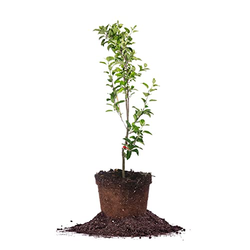 PERFECT PLANTS Red Delicious Apple Tree 1 Gallon | Live Fruit Trees for Outdoor Planting | Fast Growth Rate Produces Fruit in Year 2-3 | Sweet & Healthy Red Apples for Home Gardening