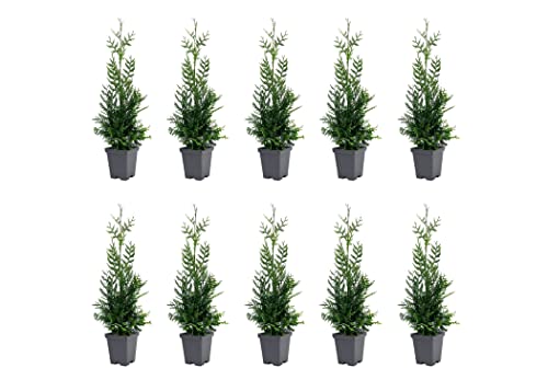 Thuja Arborvitae Green Giant - 10 Live Quart Size Plants - Evergreen Privacy Trees