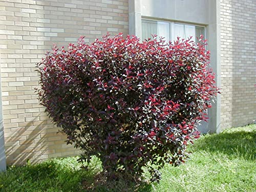 Purple Leaf Sand Cherry - 1 Gallon, 2'-3'ft -Established Rooted Pot - Prinus x Cistena, Fast Growing Tree, Fall Color