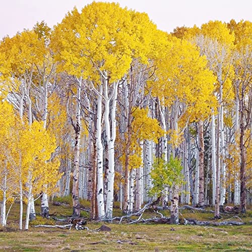 QAUZUY GARDEN White Paper Birch Tree Seeds (Betula papyrifera) 50+Seeds Canoe Birch Seeds Stunning Fall Color Tree Hardy Fast-Growing Low-Maintenance