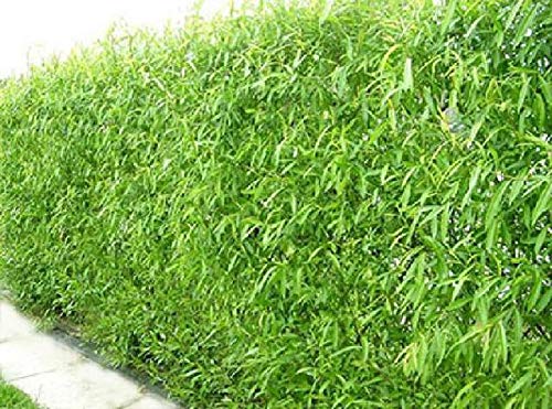 (One) Fastest Growing Tree in The World - Ready to Plant - One Live Aussie Hybrid Willow Tree Rooted Cut - Great for Fast Shade - 10 feet in First Year - Austree Hybrid Willow Privacy Tree