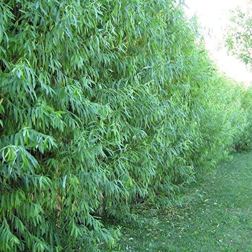 (One) Fastest Growing Tree in The World - Ready to Plant - One Live Aussie Hybrid Willow Tree Rooted Cut - Great for Fast Shade - 10 feet in First Year - Austree Hybrid Willow Privacy Tree