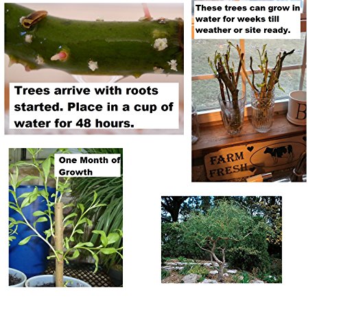 Bonsai Dwarf Japanese Curly Willow Tree Cutting - Very Rare Fast Growing Bonsai - Get A Mature Looking Bonsai Very Fast