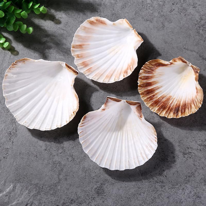 QEQEKAKA 6PCS Scallop Shells 4ββ-4.5" Natural Sea Shells White Hawaiian Scallop Shells for Baking DIY Craft Home Vase Fillers & Beach Wedding Party Decor