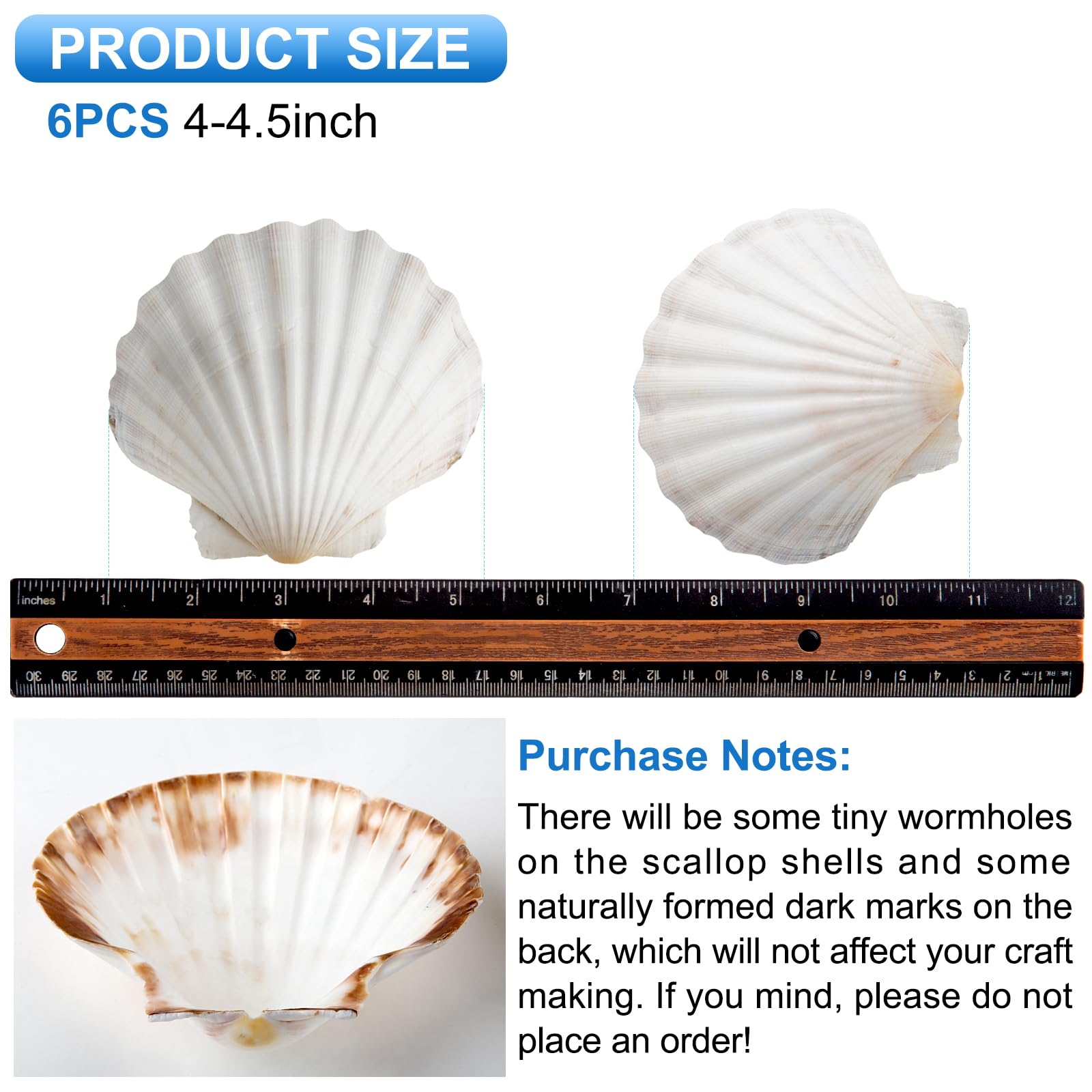 QEQEKAKA 6PCS Scallop Shells 4ββ-4.5" Natural Sea Shells White Hawaiian Scallop Shells for Baking DIY Craft Home Vase Fillers & Beach Wedding Party Decor