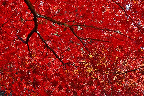 50+ Red Maple Seeds for Planting Outdoors - Heirloom Maple Tree Seeds (Acer rubrum) - Made in USA, Ships from Iowa