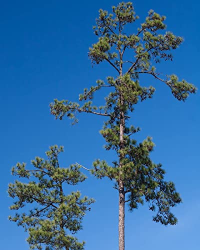 Loblolly Pine Tree | 3 Live Plants | Pinus Taeda | Fast Growing Stately Shade Tree