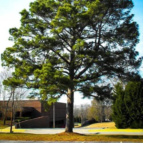 Loblolly Pine Tree | 3 Live Plants | Pinus Taeda | Fast Growing Stately Shade Tree