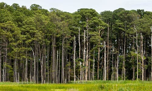 Loblolly Pine Tree | 3 Live Plants | Pinus Taeda | Fast Growing Stately Shade Tree