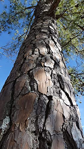 Loblolly Pine Tree | 3 Live Plants | Pinus Taeda | Fast Growing Stately Shade Tree