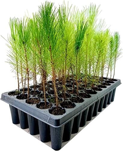 Loblolly Pine Tree | 3 Live Plants | Pinus Taeda | Fast Growing Stately Shade Tree