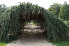 Weeping Blue Atlas Cedar 3 - Year Live Tree