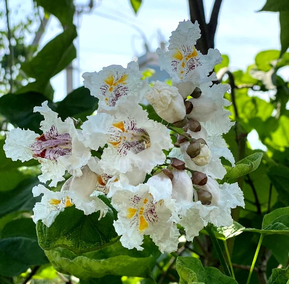 Indian Bean Tee Southern Cigar Tree Catawba Tree Catalpa Bignonioides 10 Seeds
