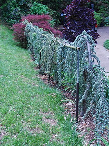 Weeping Blue Atlas Cedar 3 - Year Live Tree