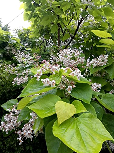 Indian Bean Tee Southern Cigar Tree Catawba Tree Catalpa Bignonioides 10 Seeds