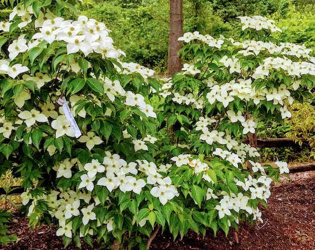 Elizabeth Lustgarten Flowering Weeping Dogwood - 2 Gallon Established Roots Potted Plant - Cornus kousa 'Elizabeth Lustgarten', Fast Growing Tree, Easy Care, Spring Flowers, Fall Colors-