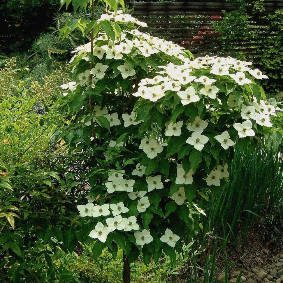 Elizabeth Lustgarten Flowering Weeping Dogwood - 2 Gallon Established Roots Potted Plant - Cornus kousa 'Elizabeth Lustgarten', Fast Growing Tree, Easy Care, Spring Flowers, Fall Colors-