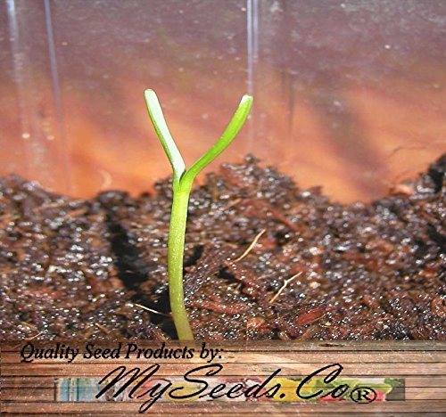 Cedar, Dogwood, Pine, Redwood, Spruce, Tree Seed by MySeeds.Co, You Choose The Color n Quantity (1 Pack, California Redwood - Big Pack)