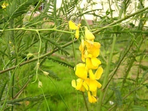 300 Sesbania Sesban Seeds - Điên điển - Fast Growing Yellow Hummingbird Tree (Egyptian Rattle pod - Egyptian Riverhemp) Vietnamese Herb and Vegetable