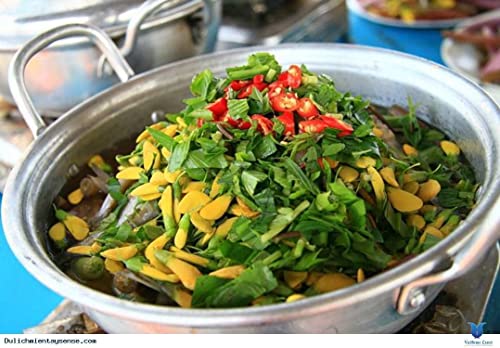300 Sesbania Sesban Seeds - Điên điển - Fast Growing Yellow Hummingbird Tree (Egyptian Rattle pod - Egyptian Riverhemp) Vietnamese Herb and Vegetable