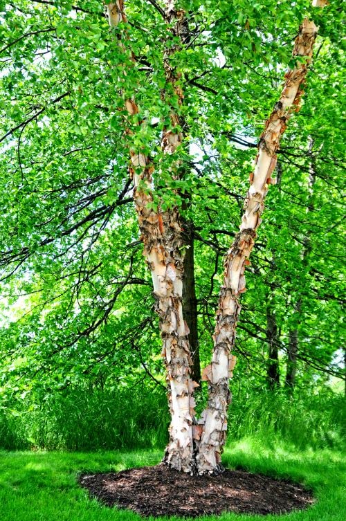 River Birch Trees for Planting | 3-4 Feet Tall Tree Seedling (1 Tree)