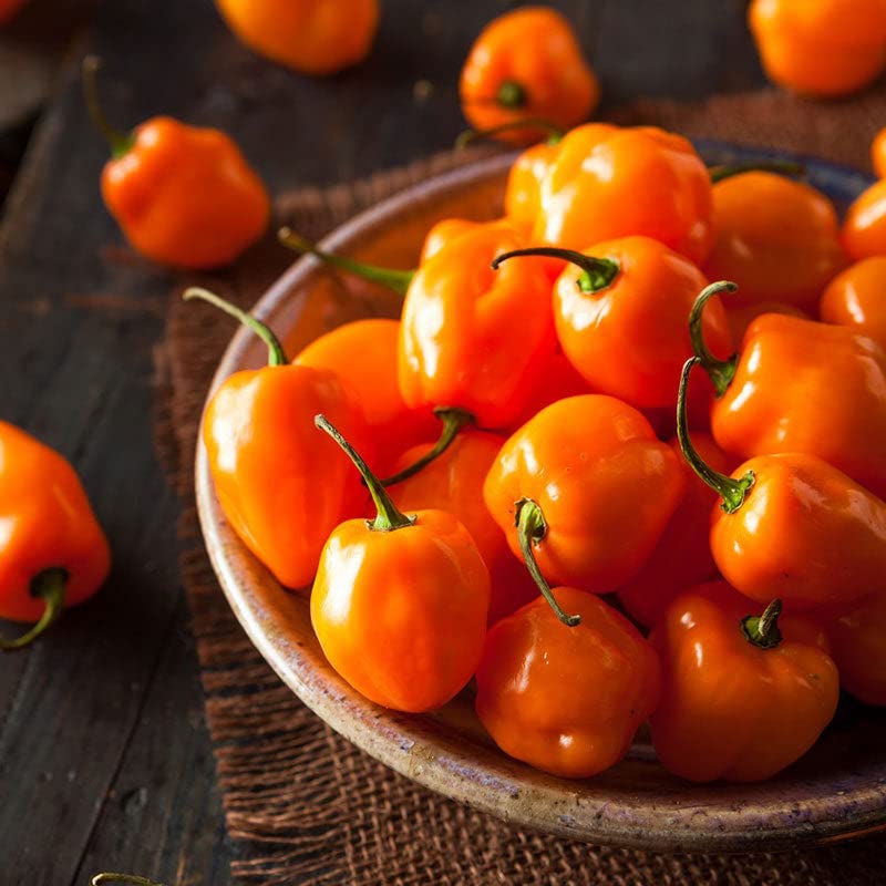 Hot Pepper Seeds (Organic) - Habanero Orange - 1 Ounce - Vegetable Seeds, Heirloom Seed, Organic Seed Easy to Grow & Maintain, Container Garden