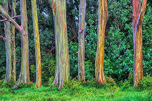 1-1000pcs Rainbow Eucalyptus Tree Seeds Indonesian Gum Mindanao Binacag Sarassa 0128 (25+ Seeds)