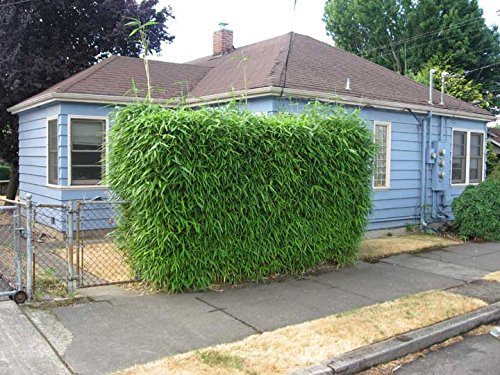 Green Hedge Clumping Bamboo Plant / Bambusa multiplex - Non-Invasive Form