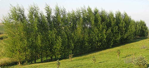100 Fast Growing Willow Trees - Hybrid Willow Cuttings to Grow for Privacy or Shade - Guaranteed to Grow