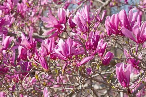 TriStar Plants - Ann Magnolia - 1 Gallon Trade Pot 2'-3'ft Tall, Established Roots, liliiflora 'Nigra' x stellata 'Rosea, Flowering Tree, Fast Growing Trees, attracts pollinators