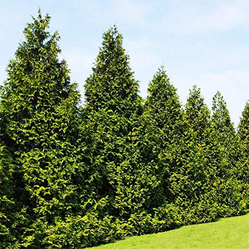 Thuja Plicata 'Green Giant' Arborvitae - 12 Live Quart Size Plants - Live Evergreen Privacy Tree