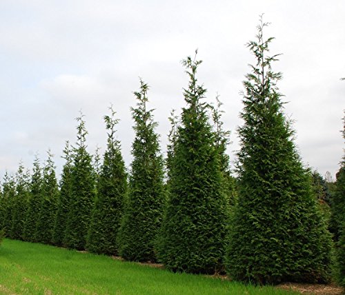 Thuja Plicata 'Green Giant' Arborvitae - 12 Live Quart Size Plants - Live Evergreen Privacy Tree