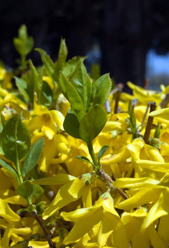 Yellow Lynwood Forsythia - 1 Gallon Established Potted Plant - Forsythia x Intermedia 'Lynwood Variety, Fast Growing Tree, Spring Color, Spring Blooms, Fall Color