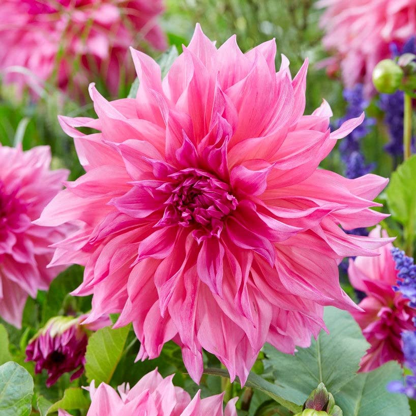 Dahlia Bulbs (Dinnerplate) - Cafe Au Lait Royal - 8 Bulbs - Pink Flower Bulbs, Tuber Attracts Bees, Attracts Butterflies, Attracts Pollinators, Easy to Grow & Maintain, Fast Growing, Cut Flower