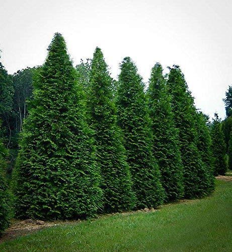 Thuja Plicata 'Green Giant' Arborvitae - 12 Live Quart Size Plants - Live Evergreen Privacy Tree
