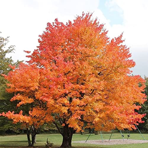 QAUZUY GARDEN- 20 Sugar Maple Seeds, Acer Saccharum Tree Seeds, Colorful and Striking Landscaping Plant for Garden and Outdoor Easy to Grow Fast-Growing