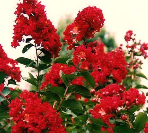 Large Dallas Red Tree Crape Myrtle, Matures 18ft+, Brightest Cherry Red Flower Clusters, Ships 2-4ft Tall, Well Rooted in Pot with Soil (10)