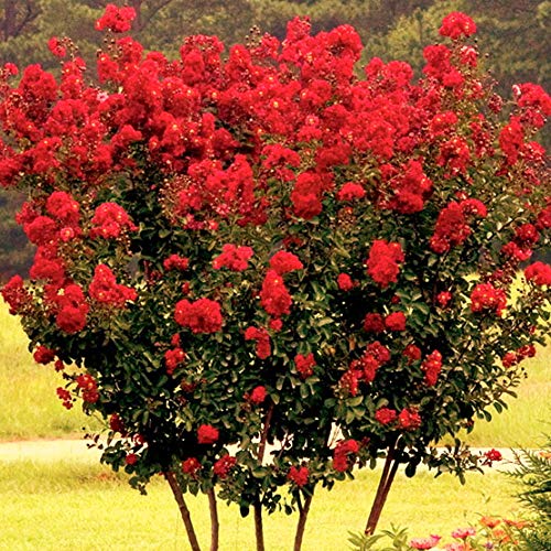 Large Dallas Red Tree Crape Myrtle, Matures 18ft+, Brightest Cherry Red Flower Clusters, Ships 2-4ft Tall, Well Rooted in Pot with Soil (10)