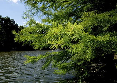 Bald Cypress | 10 Live Trees | Taxodium Distichum | Fast Growing Shade Tree Wet Tolerant