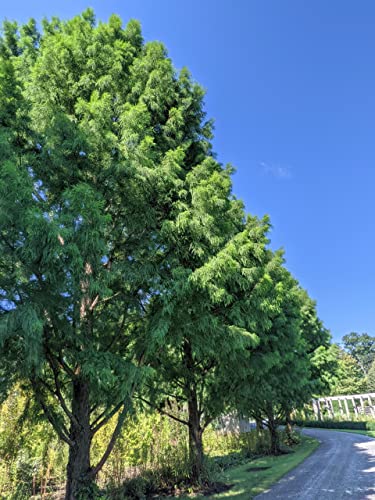 Bald Cypress | 10 Live Trees | Taxodium Distichum | Fast Growing Shade Tree Wet Tolerant