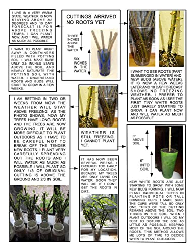 24 Hybrid Willow Trees. Austree Grows 12 Foot 1st Season. Create Instant Privacy Fence Hedge